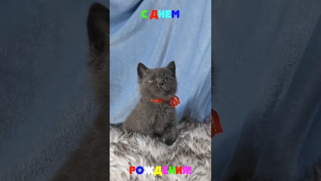 Поздравление мальчику Саши он нашей кошечки Стейси