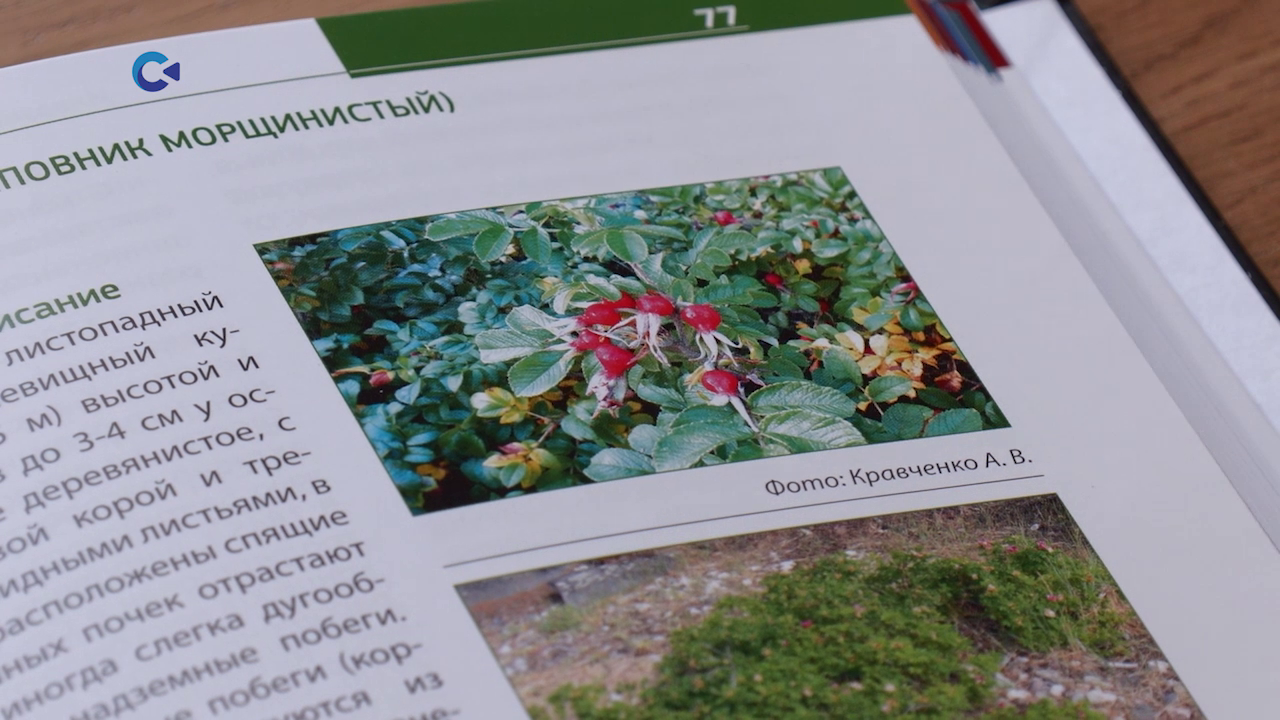 В Карельском научном центре РАН написали новую книгу «Инвазивные растения и животные Карелии».