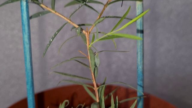 Мирт Мелалеука льнянколистная (льняная) 2