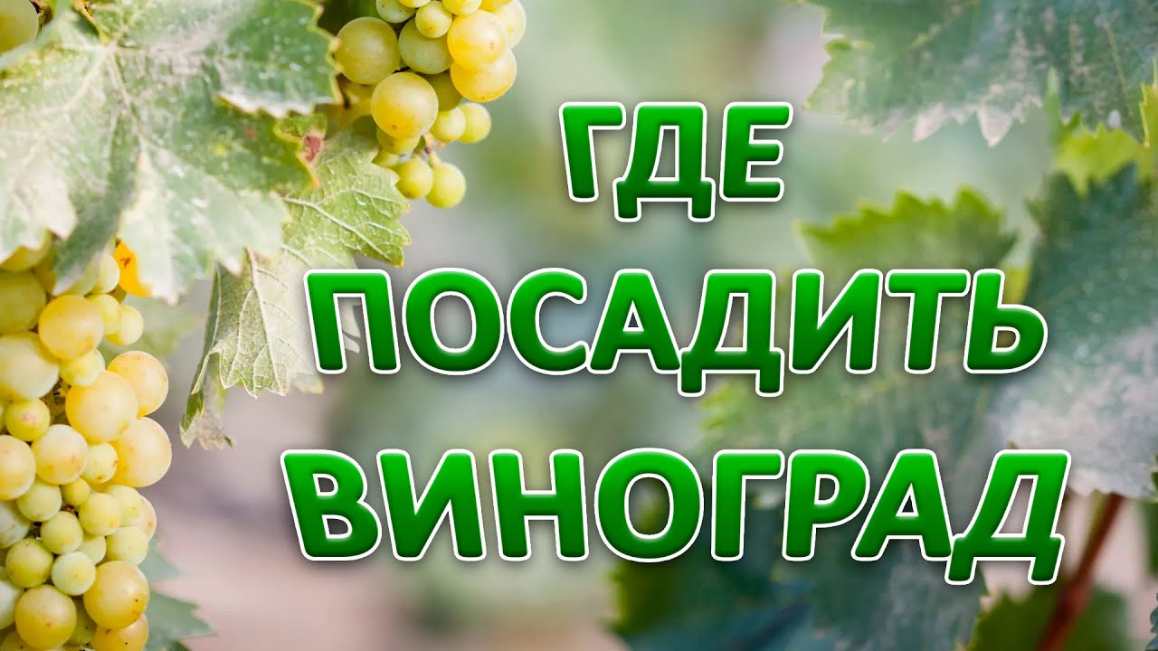Место для посадки винограда.mp4