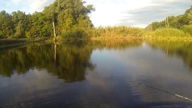 Раздача окуней в начале осени! За пару часов множество поклевок !Супер клев! Окунь дуреет!