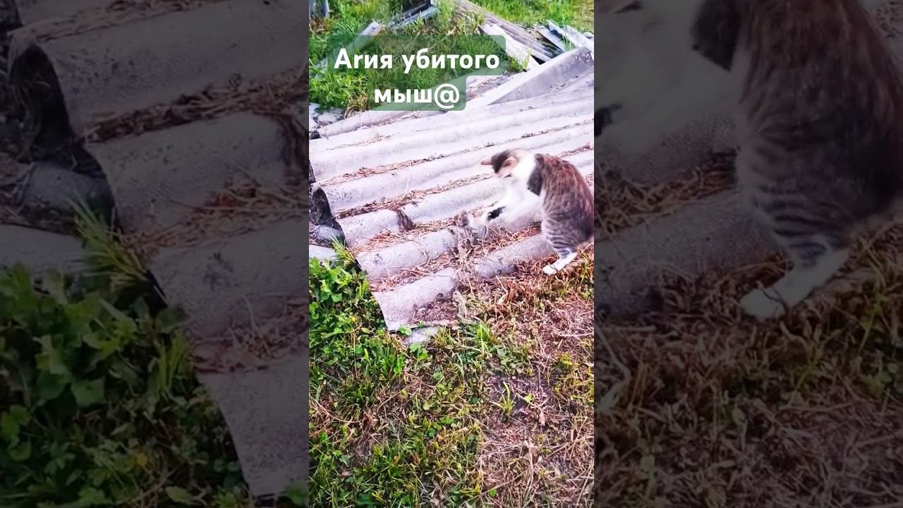 Убили мыша не про #2024  что...# реки