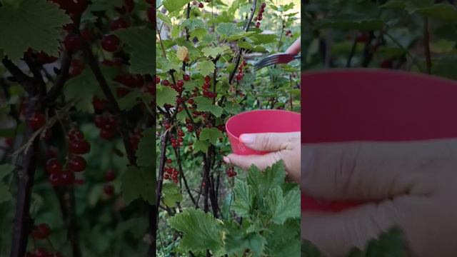 Проверяем "удобный" способ сбора красной смородины. Да или нет, смотрите далее