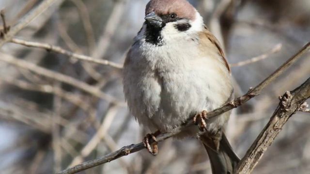 "ВОРОБЬИНЫЙ ВАЛЬС"... (Фото Светланы Нечваль (Глазов), музыка из кф Берегись автомобиля).mp4
