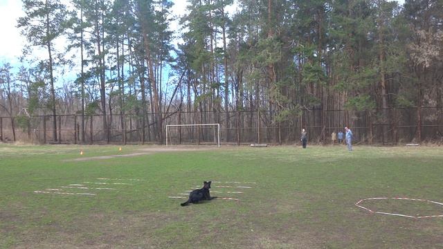 Запара Ксения и метис Дарц. ОКД. Чемпионат Самарской области. Тольятти, 29 апреля 2018.