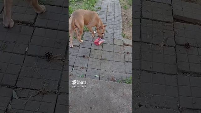 Ам Стафф кушает