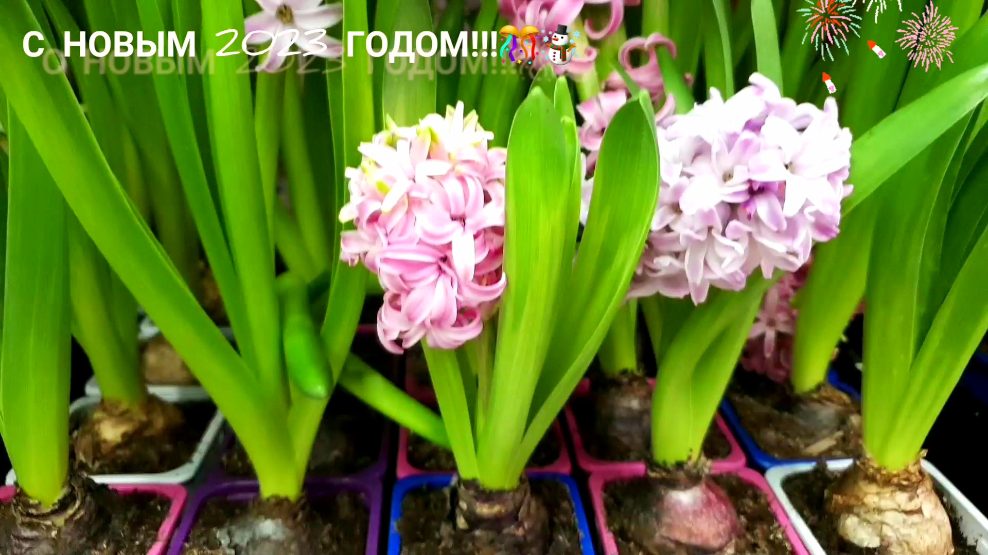 ?☃️ЛЕРУА МЕРЛЕН??Начало Цветочного Года?