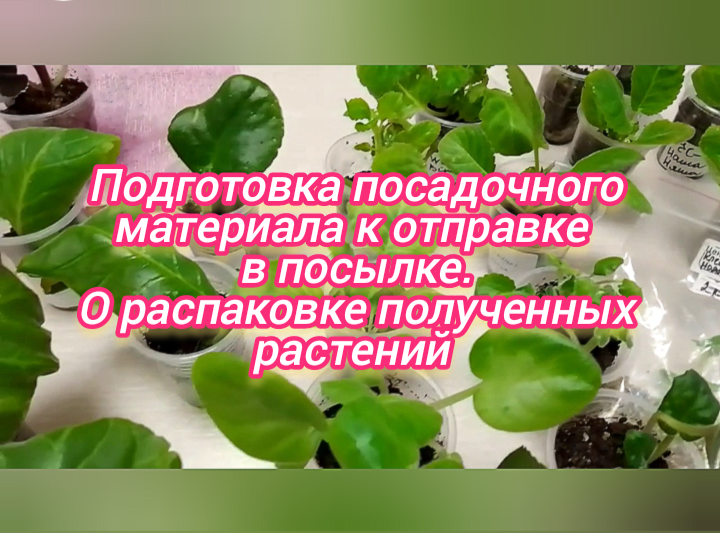 Подготовка посадочного материала к отправке в посылке. О распаковке полученных растений.