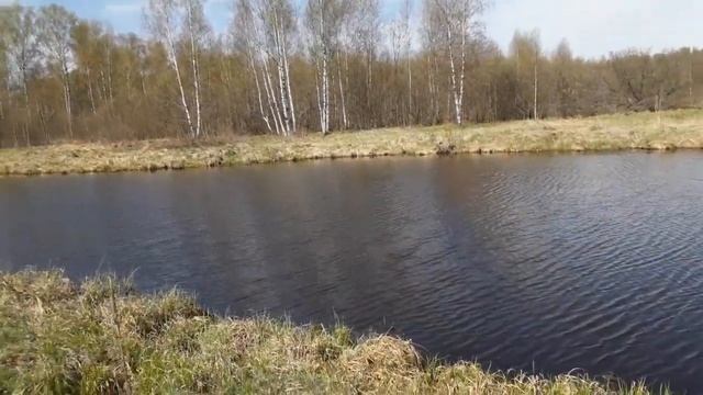 ЛЯГУШАЧЬЕ ЦАРСТВО.