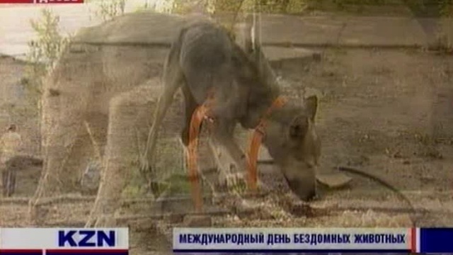 Митинг, посвящённый Международному дню защиты животных