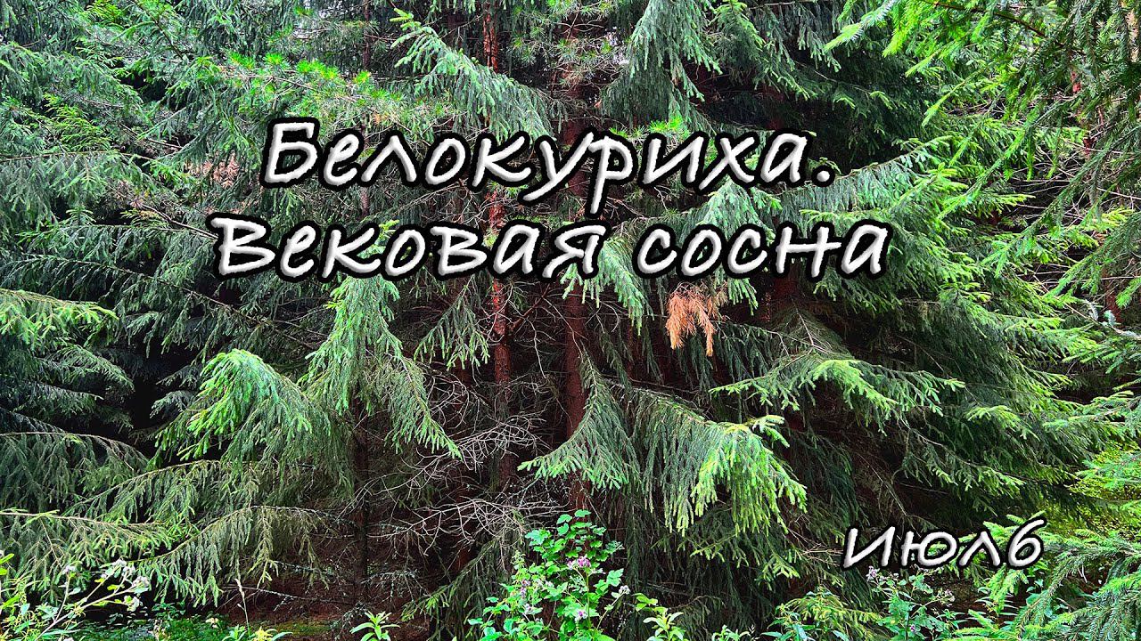 Белокуриха. Терренкур №4 "Вековая сосна"