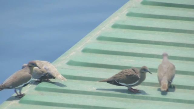 "Нелегальные" мигранты.  Сухопутные птицы посреди океана.