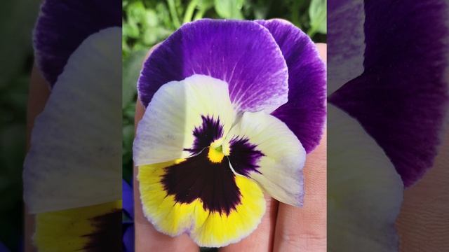 Красивая Виола Виттрока🌈🌸