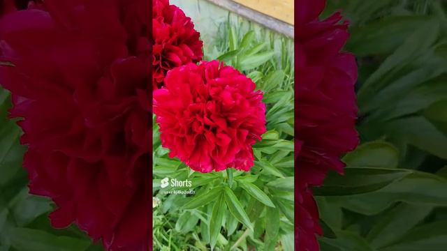 Пион Ред Грейс (Red Grace) 16 июня 2023 г.