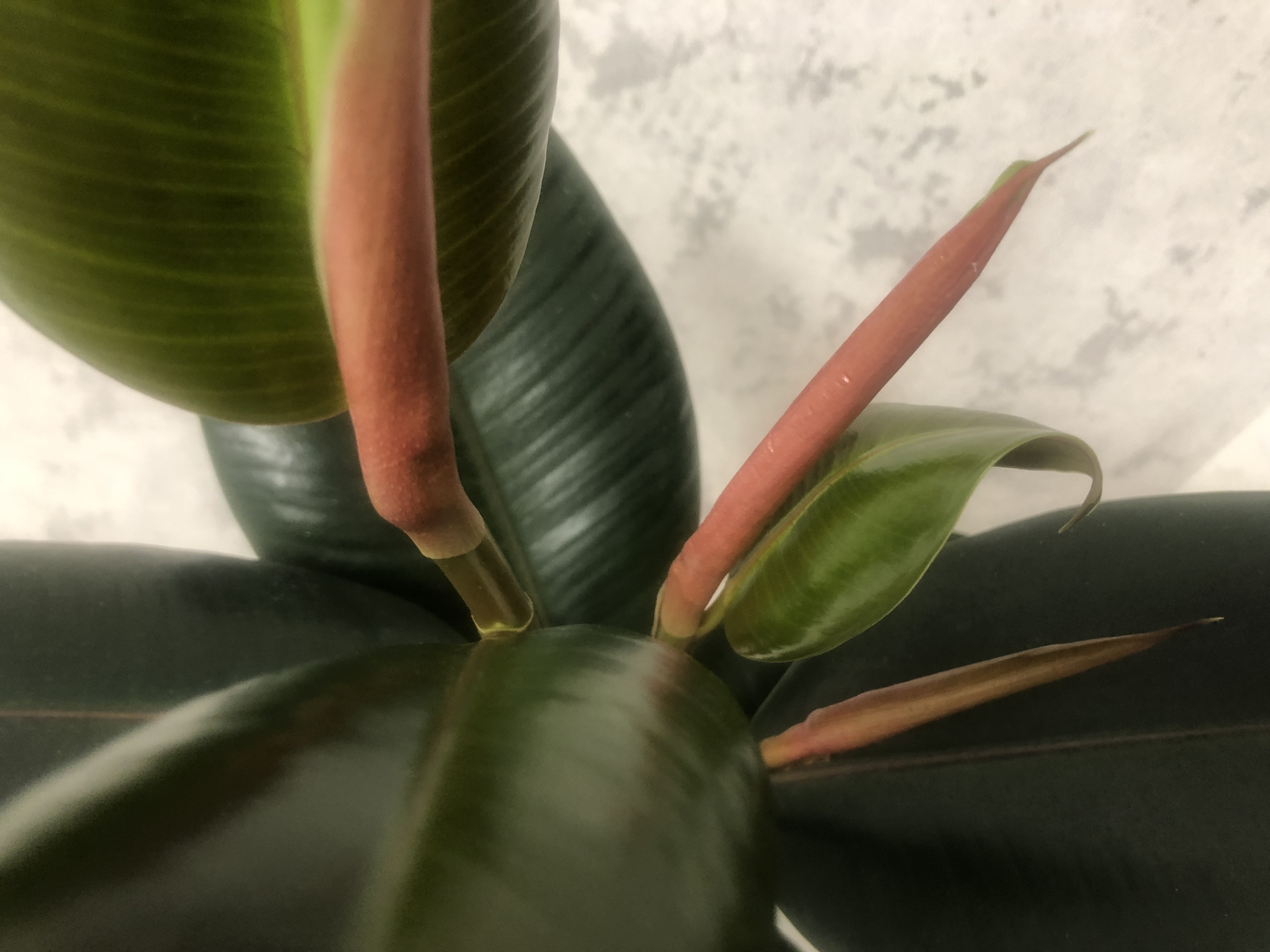 почему у фикуса каучуконосного скручиваются листья