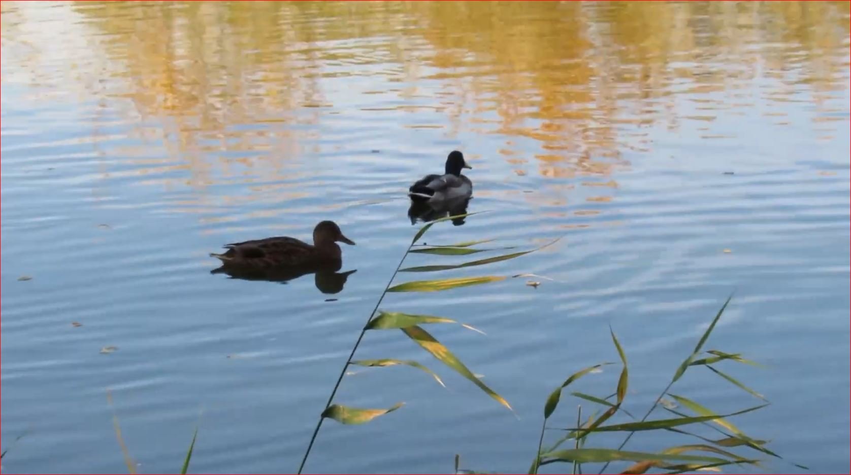 Омск, осенний парк культуры и отдыха им. 30 лет ВЛКСМ. 03 10 20.