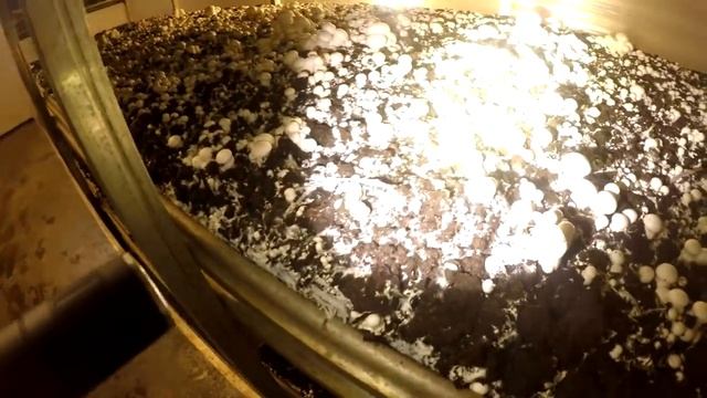 Выращивание Шампиньонов. Я На Обучении. Компост Фазы 3