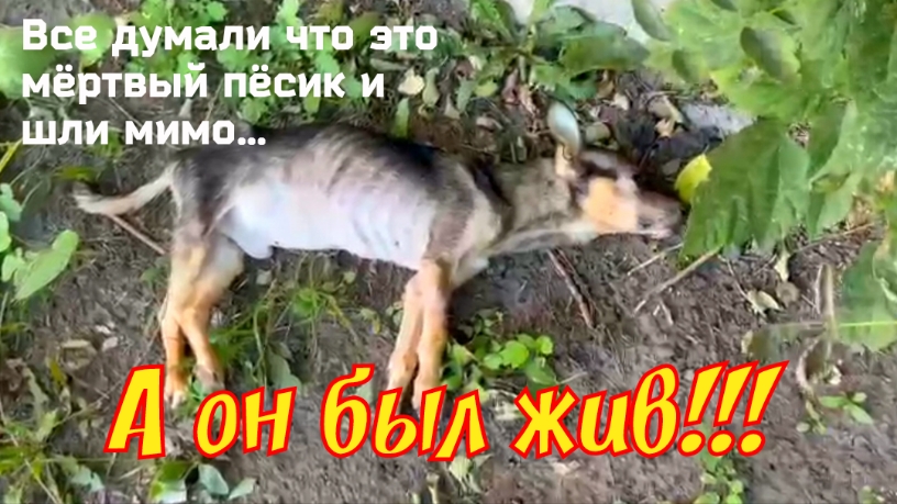 ??Люди шли мимо собаки думая что он умер | А пёсик был жив и одна девушка это заметила ?Dog Rescu