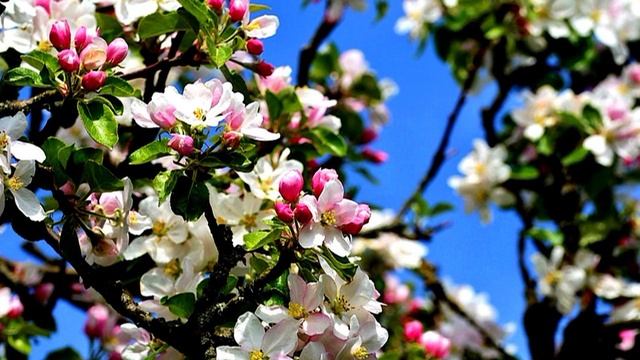 ПЕСНЯ ПРО ЛЕБЕДЯНЬ (КОМПОЗИТОР ЛЮДМИЛА ЛЯДОВА) АВТОР ВИДЕО Е.  ДАВЫДОВ