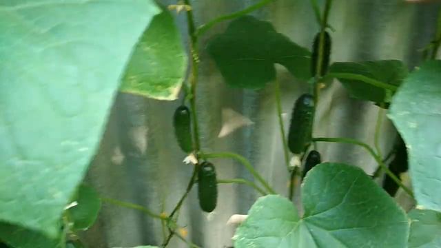 Чем подкормить огурцы, чтобы получить быстро хороший урожай #огурцы