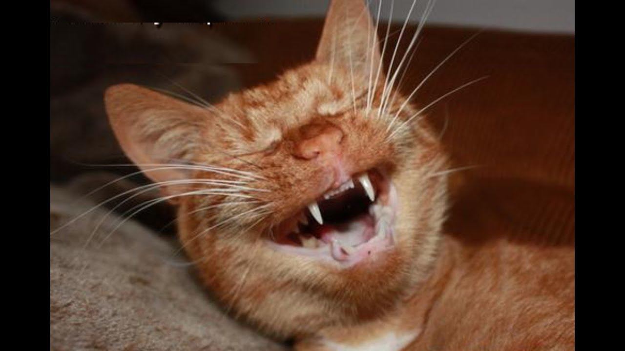 Реакция моей кошки Шуни на щёлканье мышки .