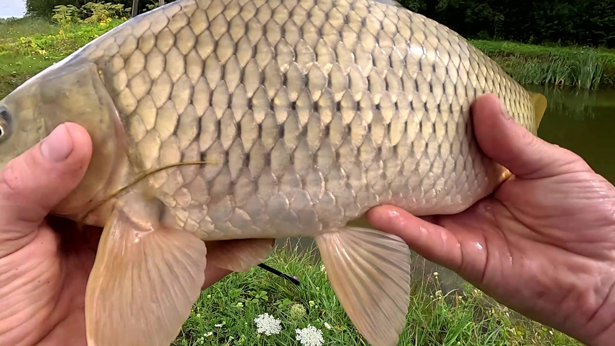 Карп, Линь,Карась на поплавок.