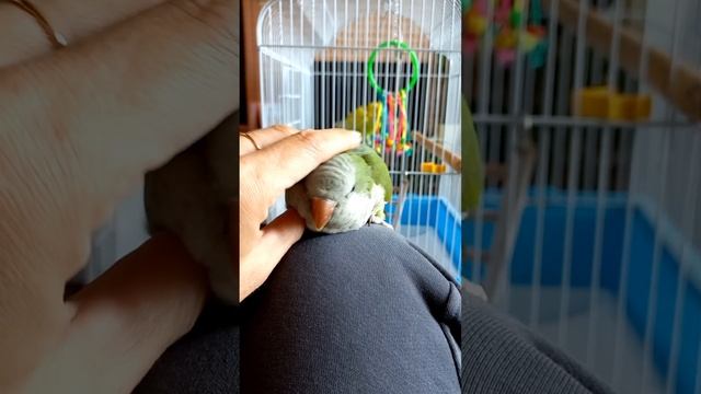 Попугайские нежности и звуки из фильма "Хищник"