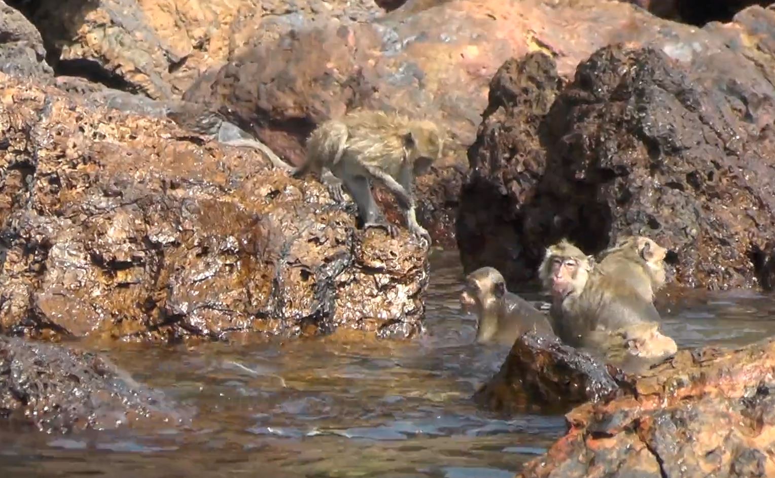 Ко Лан. Паттайя. Таиланд. Обезьяны купаются и ныряют. 2017