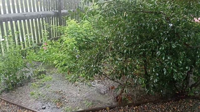 7 августа 2024г /Погода /Алтайский край /Сибирь