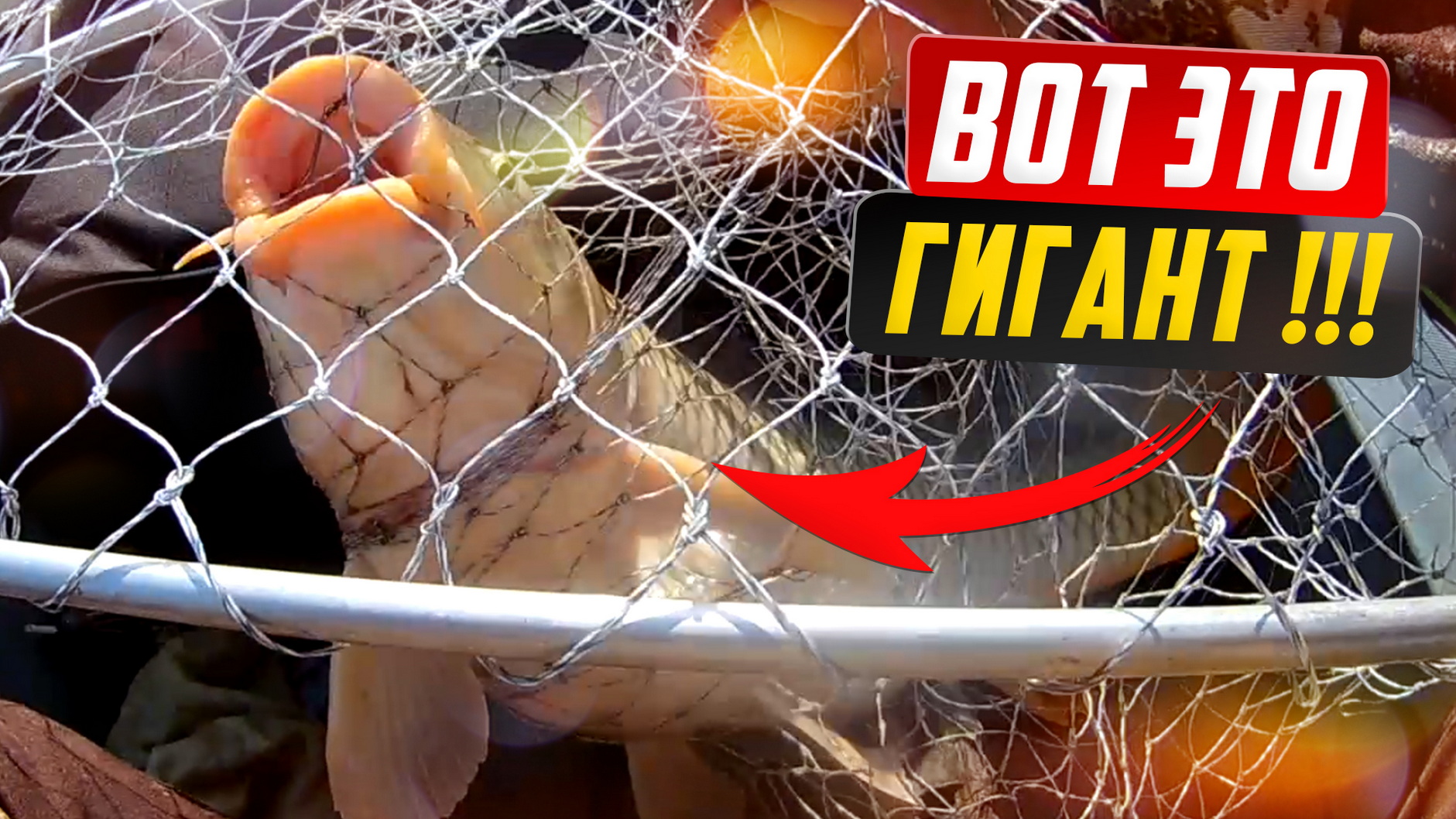 ГИГАНТСКИЙ САЗАН не влез в сачок.