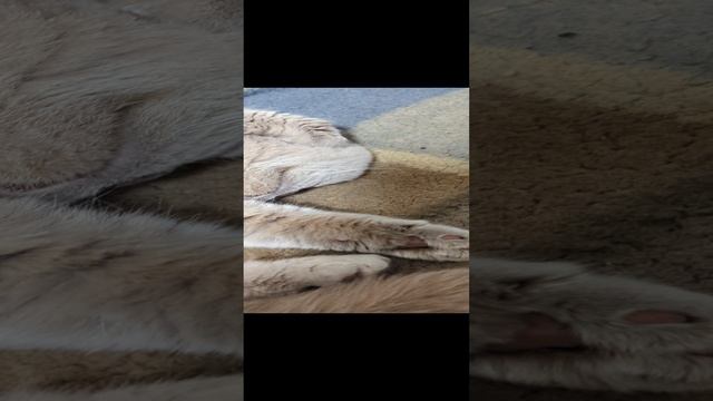 Спи, моя головушка..?