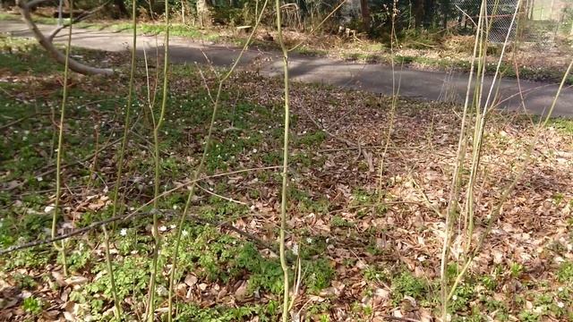 Клён ( Acer stachyophyllum) в лесном ботаническом саду, г. Орхус, Дания