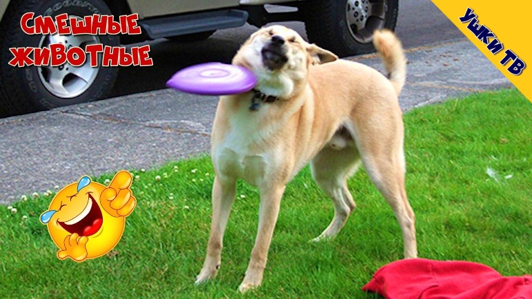 ?СМЕШНЫЕ ПУШИСТИКИ?ЗАБАВНЫЕ КОТИКИ / СМЕШНЫЕ СОБАЧКИ И ДРУГИЕ ЖИВОТНЫЕ?