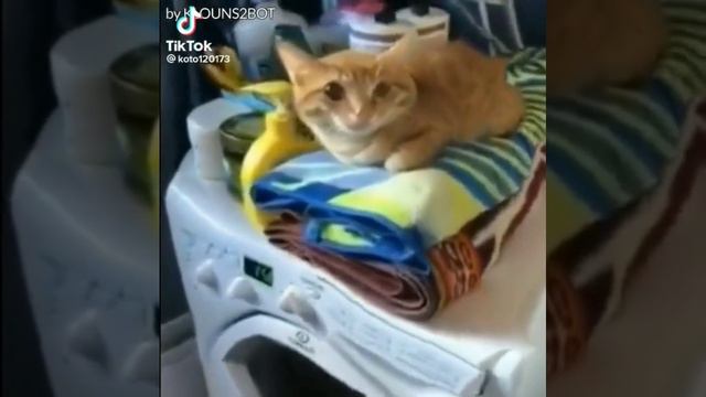 Кот и стиральная машина