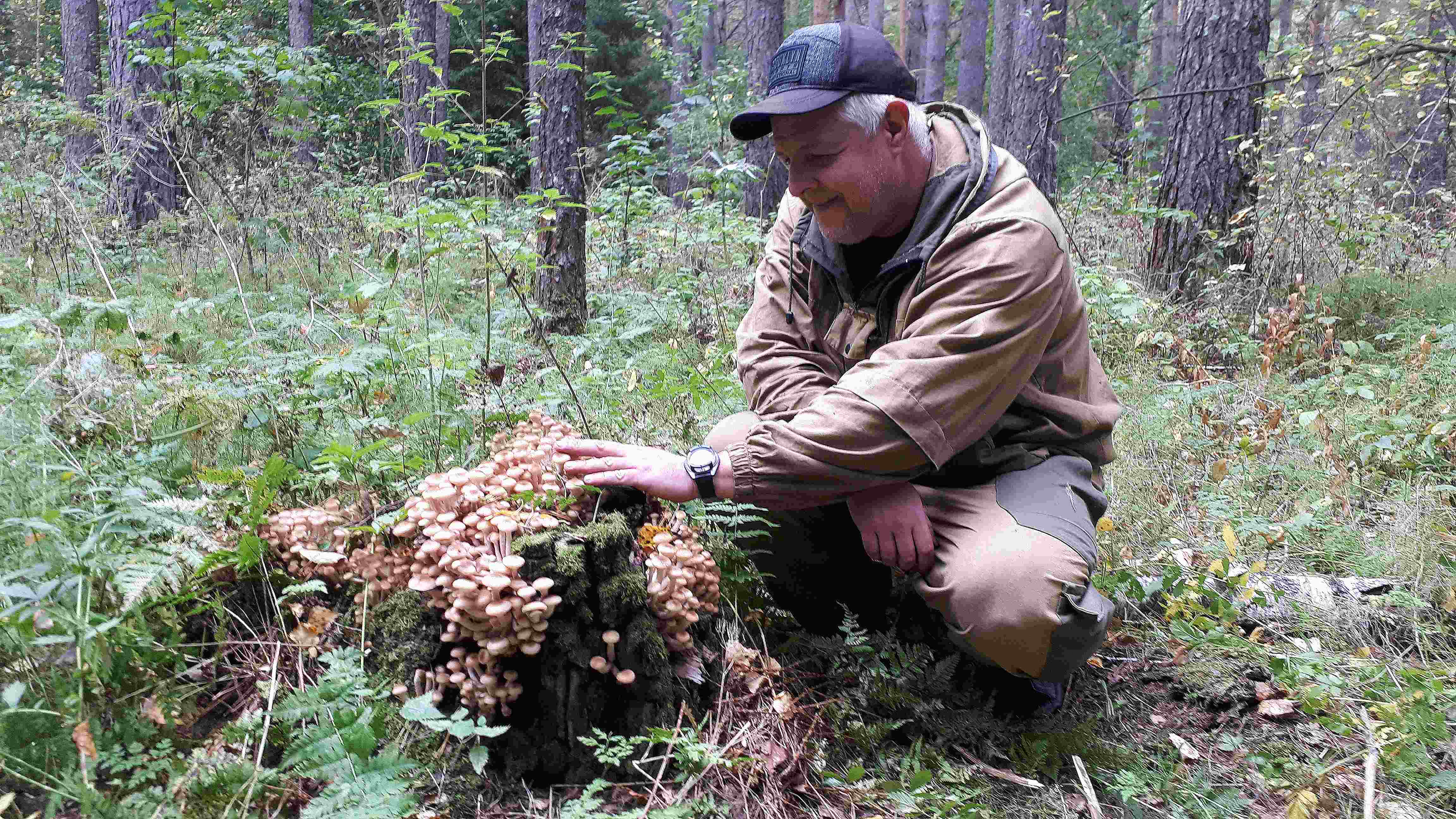 Опята просто сами лезут в корзинку! Такое бывает не часто!