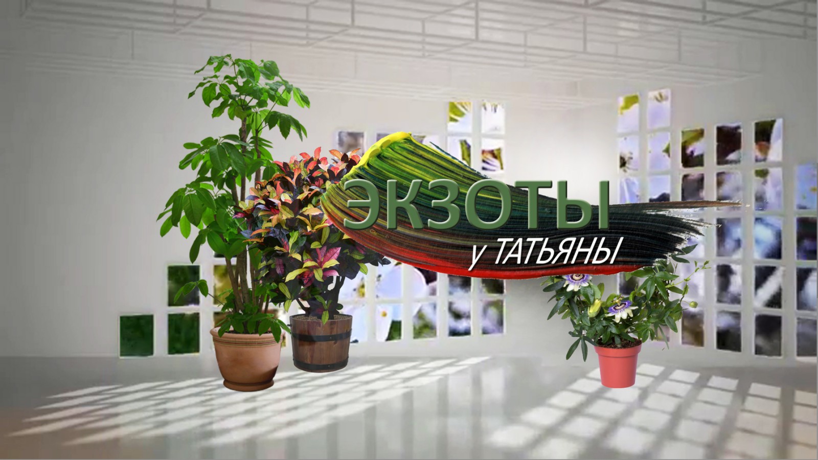 Теплица для экзотов и цитрусов, обзор.