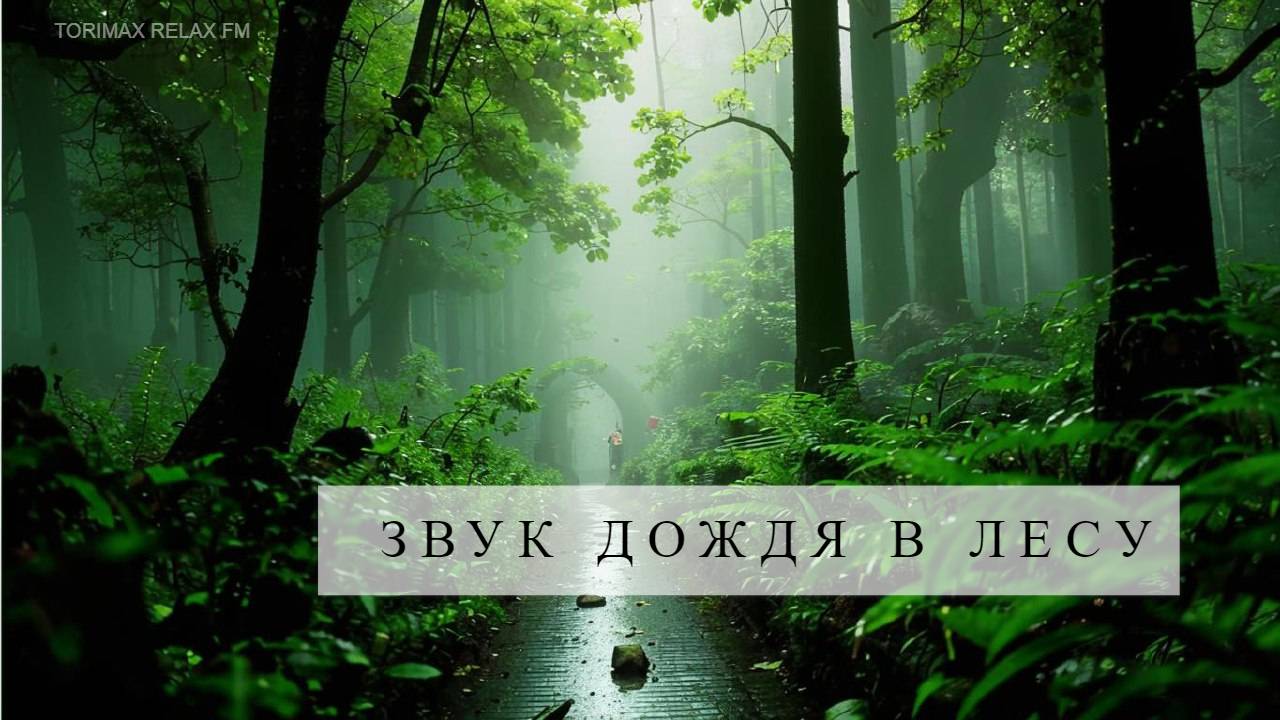 Звук лесного дождя | Звуки дождя | Звуки природы | Дождь