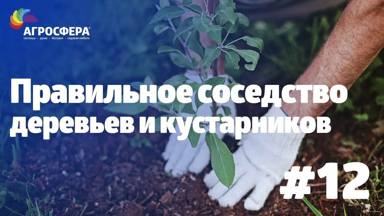 Советы для дачи и сада #12 - какие деревья и кустарники не рекомендуется сажать рядом / агросфера.рф