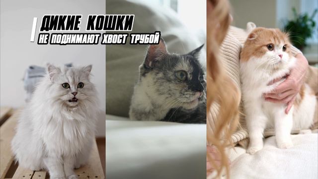 Немного о котиках🐱😺😻#кошки #интересное #познавательно #факты #топ #котики