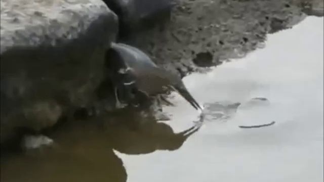 Рыбу губит открытый рот