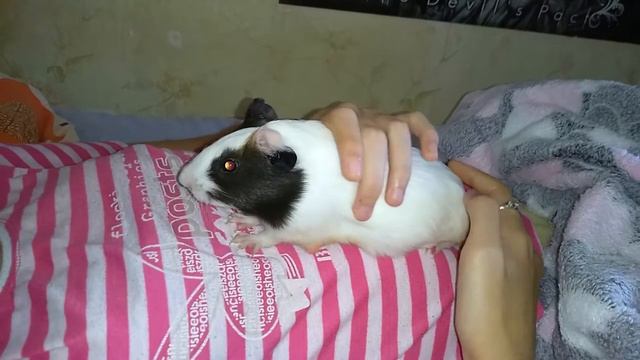 Разговор морской свинки Морская свинка пищит ЗВУКИ МОРСКОЙ СВИНКИ, СВИНКА ХРЮКАЕТ И БУРЧИТ