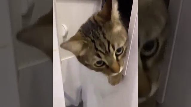 Своя жилплощадь