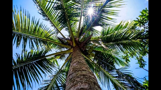 Активация 4 чакры. Анахата. Цветотерапия