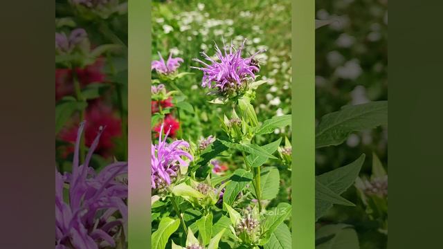 #Монарда двойчатая (полезные травы)