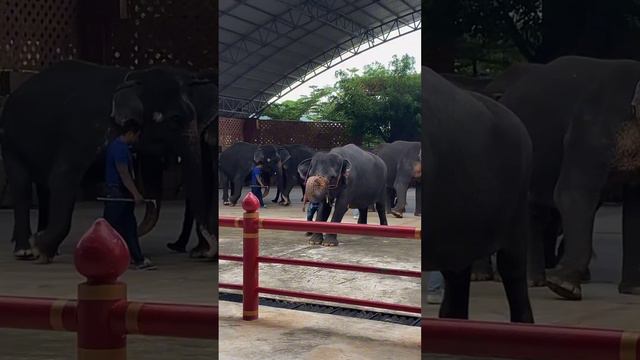 Зоопарк в Пномпене