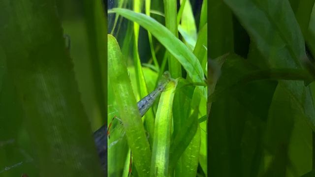 Забавные креветки макробрахиум видео #рутуб