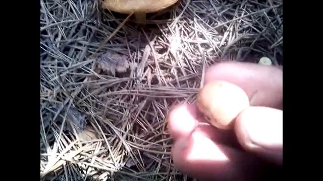 грибные места ростовской области.