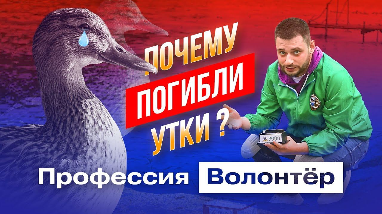 Почему в водоёмах ГИБНУТ УТКИ?|Профессия волонтёр|Серия 2