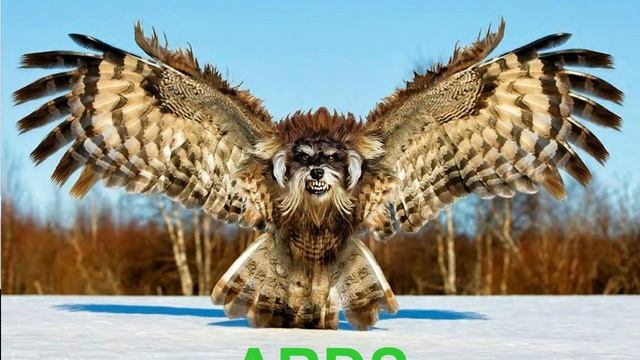 ОРДС нарушение законов логики