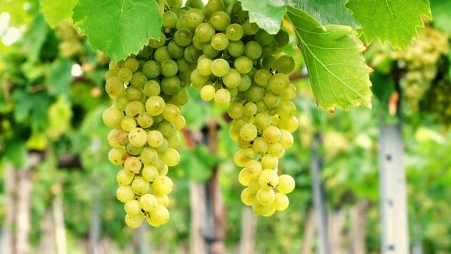 Сила Рода. Ч.3. Проклятый род